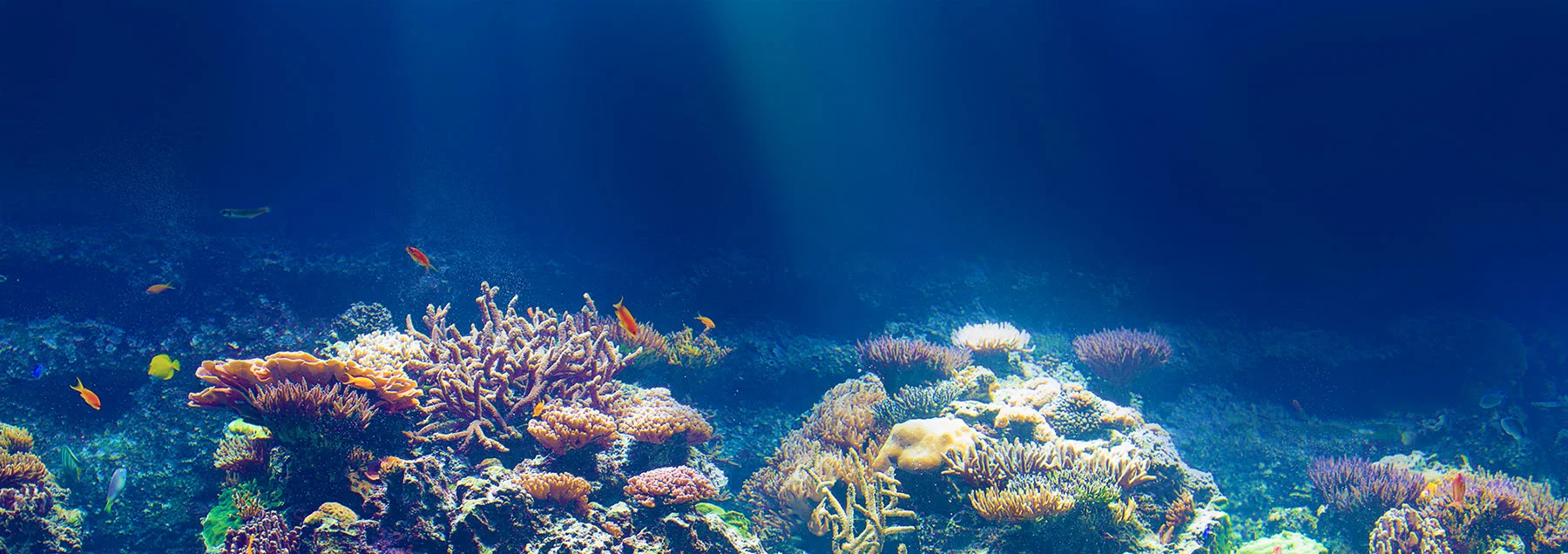 Deep Six Specialists, Inc.