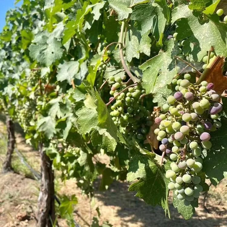 Red Mountain AVA – Home to Washington's Best Wine Grapes