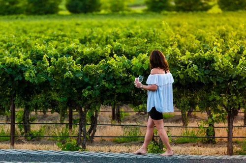The Vineyards — Red Mountain AVA – Home to Washington's Best Wine Grapes