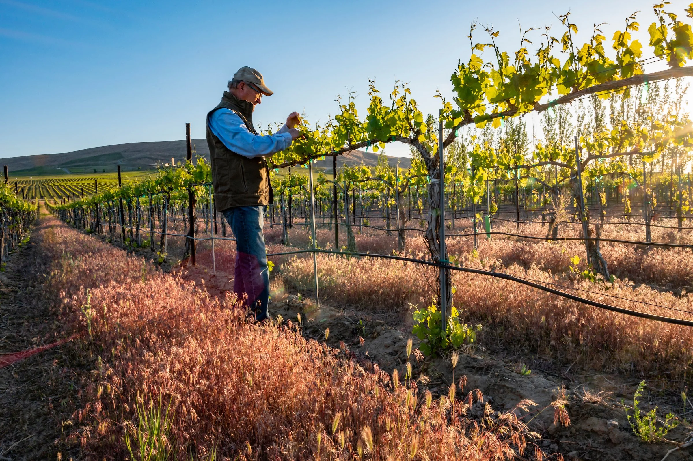News — Red Mountain AVA – Home to Washington's Best Wine Grapes