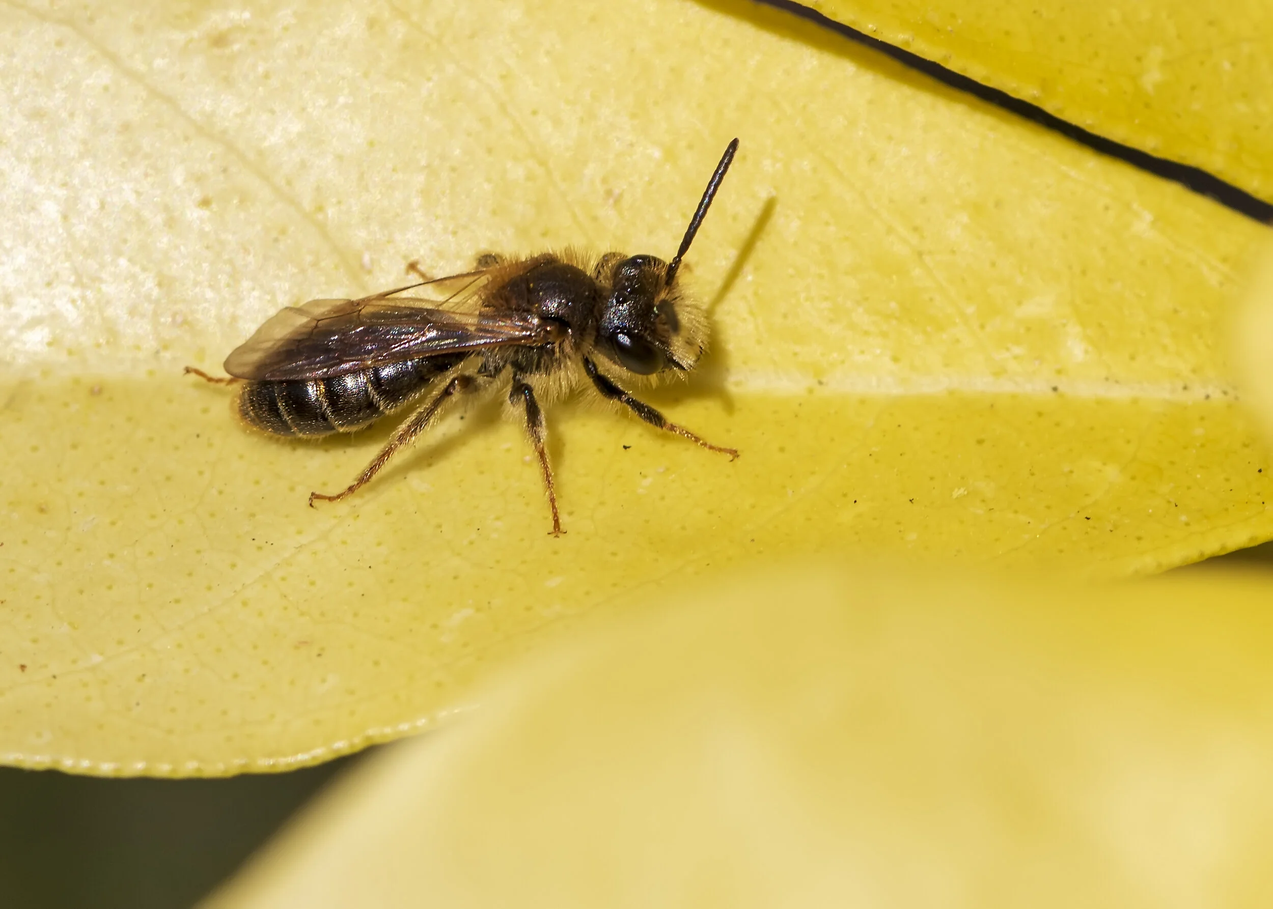 Taste of Freedom and Nocmig Continued — Gavin Vella