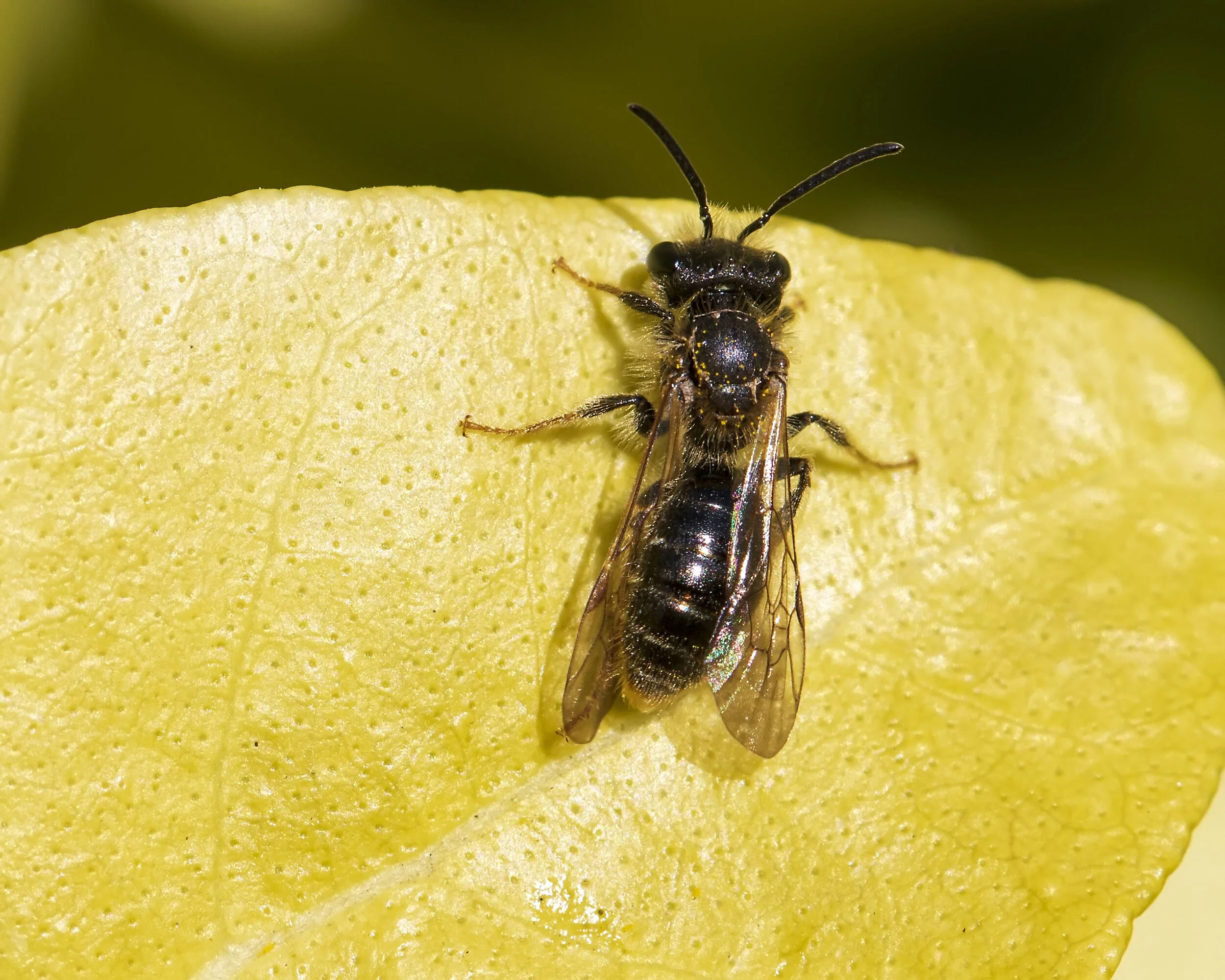 Taste of Freedom and Nocmig Continued — Gavin Vella