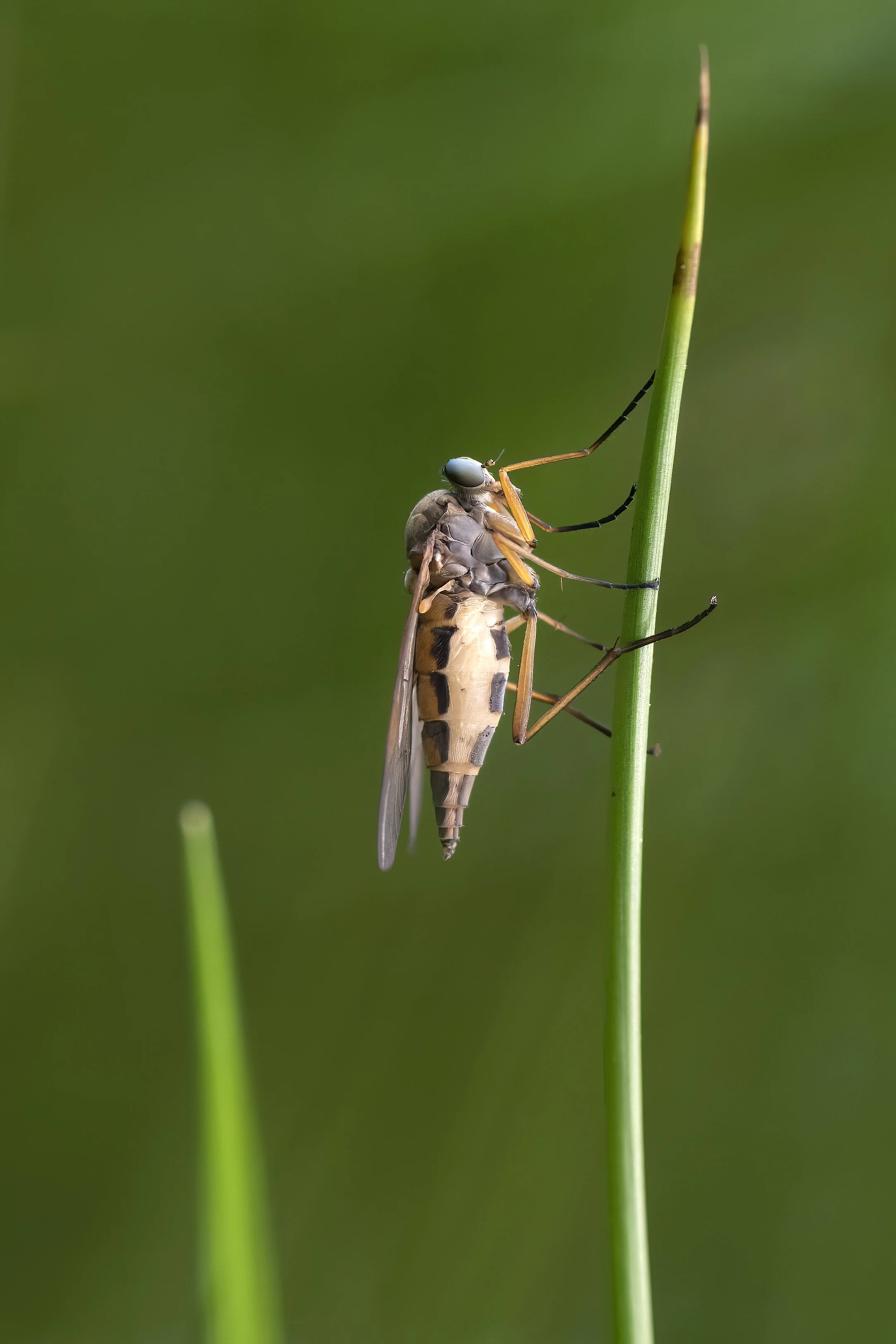 Breeding Season — Gavin Vella