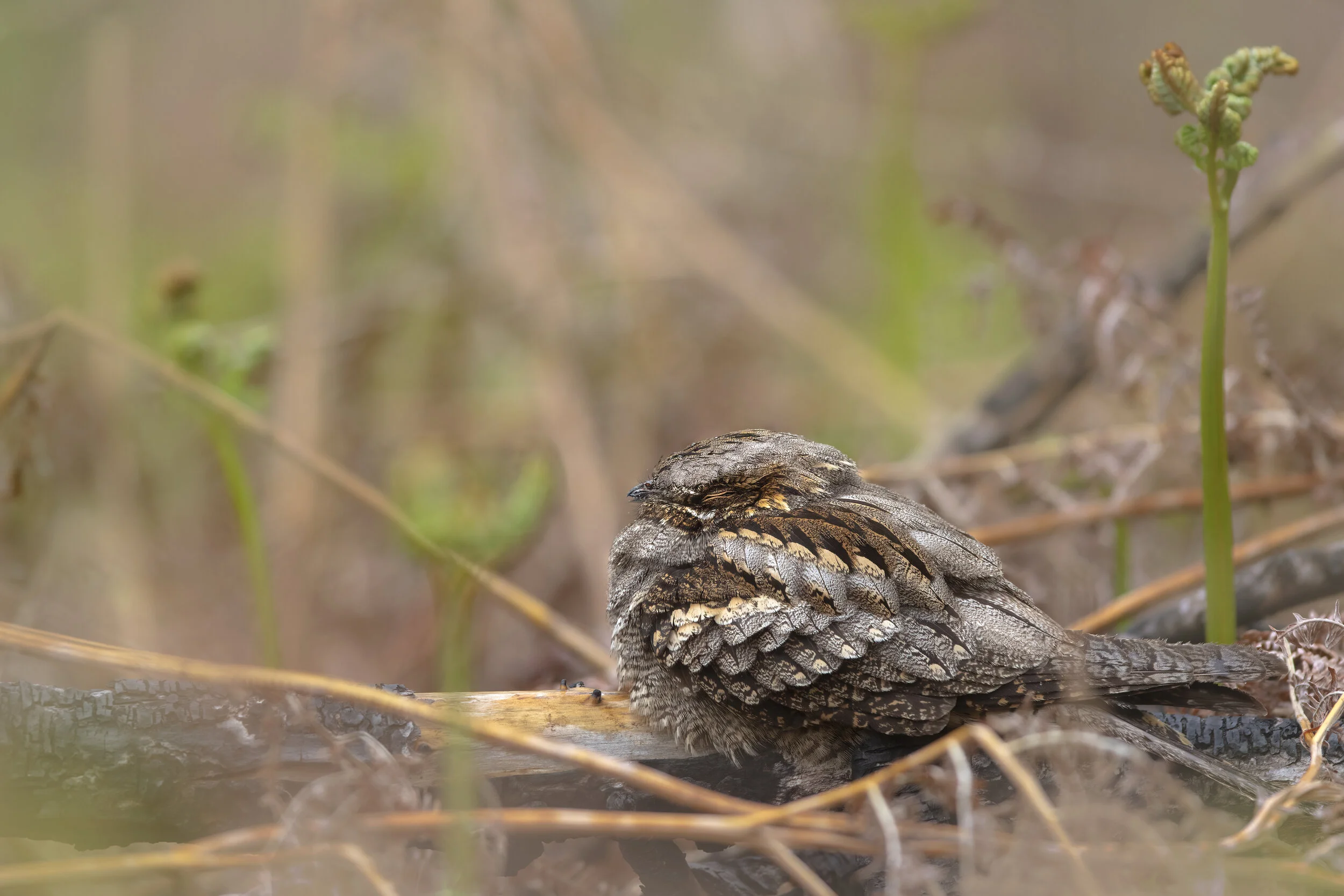 Breeding Season — Gavin Vella