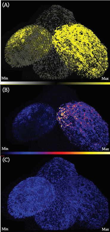 MALDI MSI of Fingerprints Reveals Beauty Product Preference at M4i ...