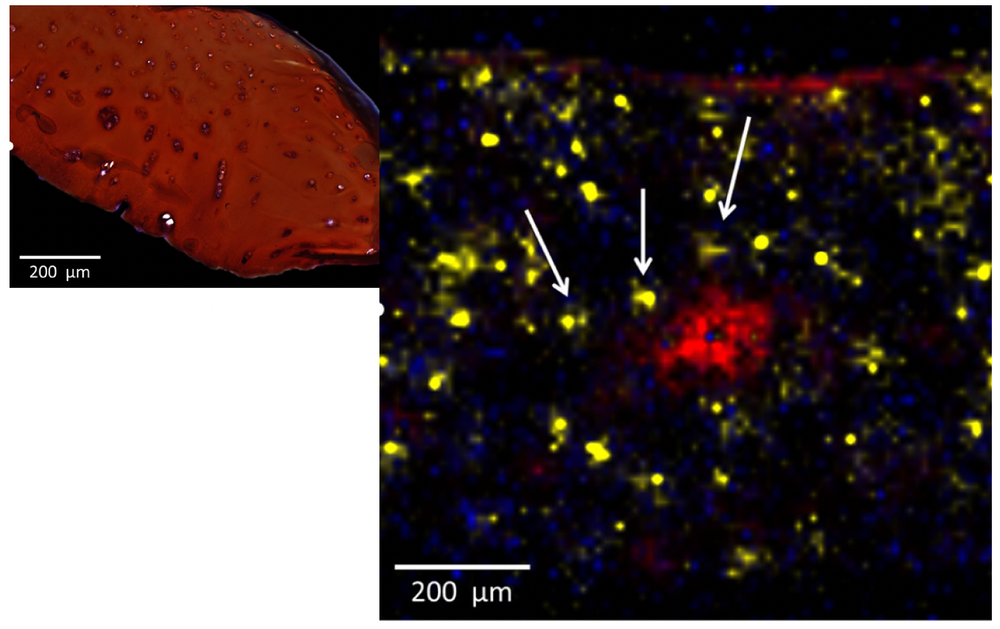 HTX AN-48 High-speed and High-Resolution MSI — HTX Imaging