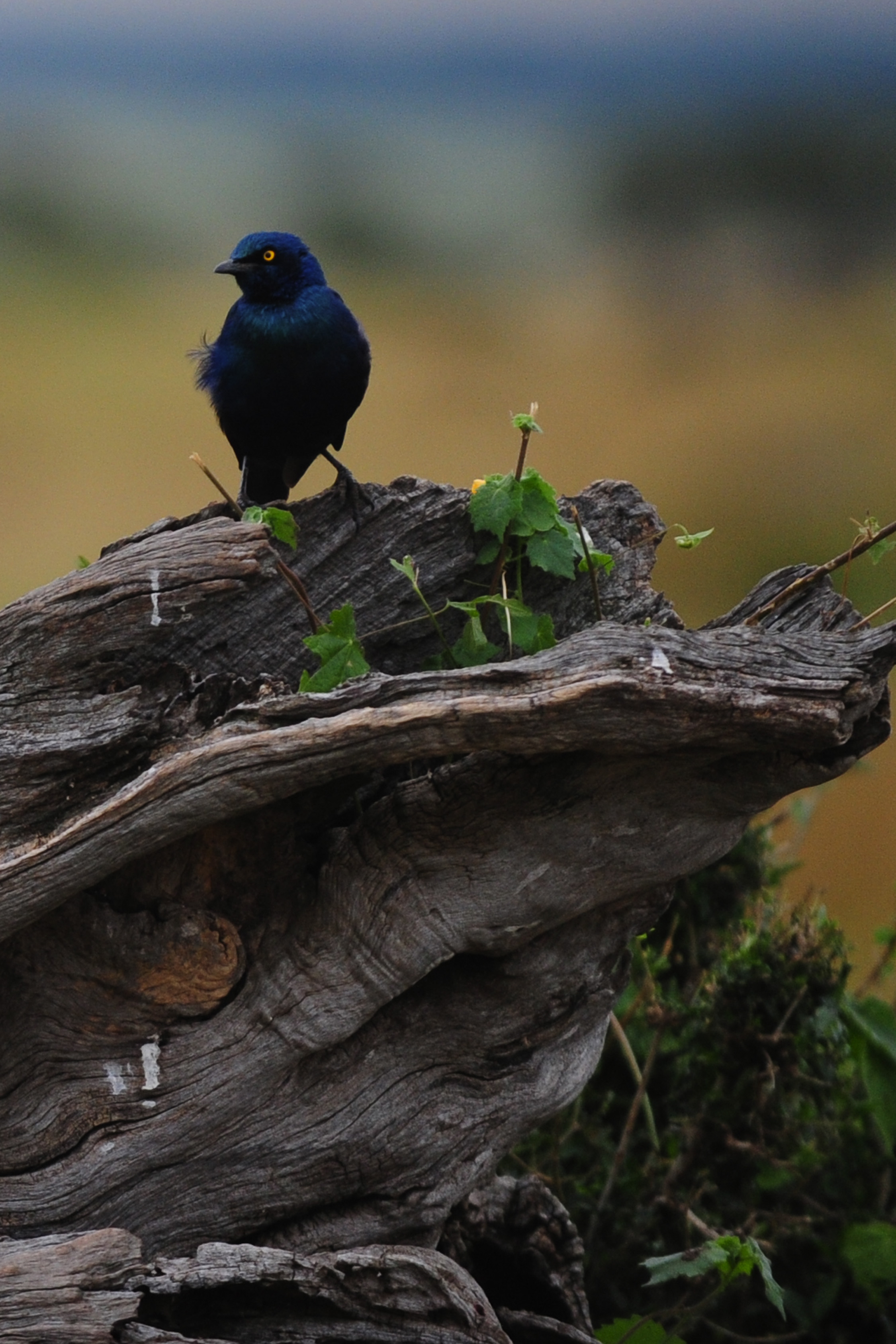 Home — nationearth.com