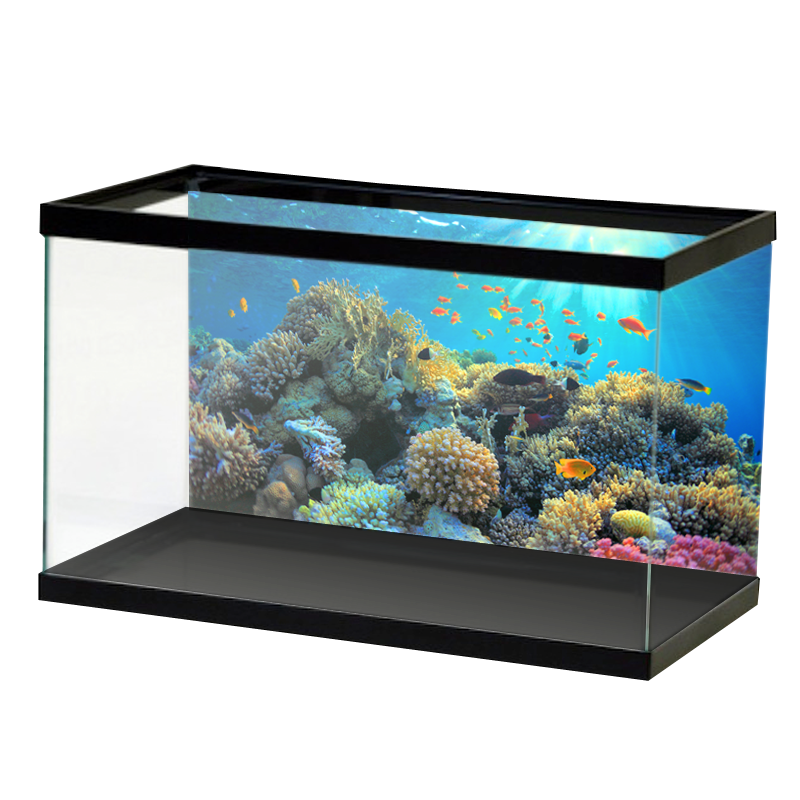 Tidal Pool Background — Aquarium Vinyl