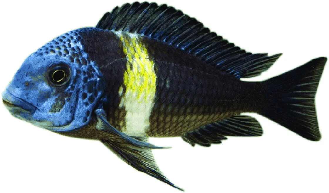 Duboisi Cichlid
