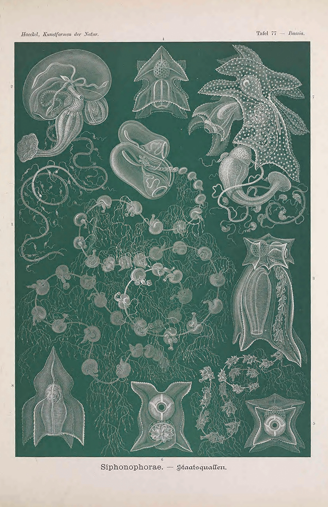 Ernst Haeckel Vintage Illustration Poster #8 — Aquarium Vinyl