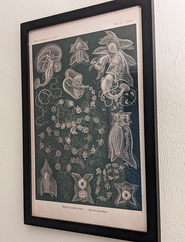 Ernst Haeckel Vintage 3-D Shadow Box Art Display — Aquarium Vinyl