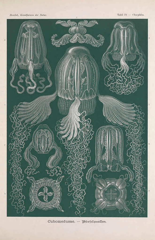 Ernst Haeckel Vintage Illustration Poster #7 — Aquarium Vinyl