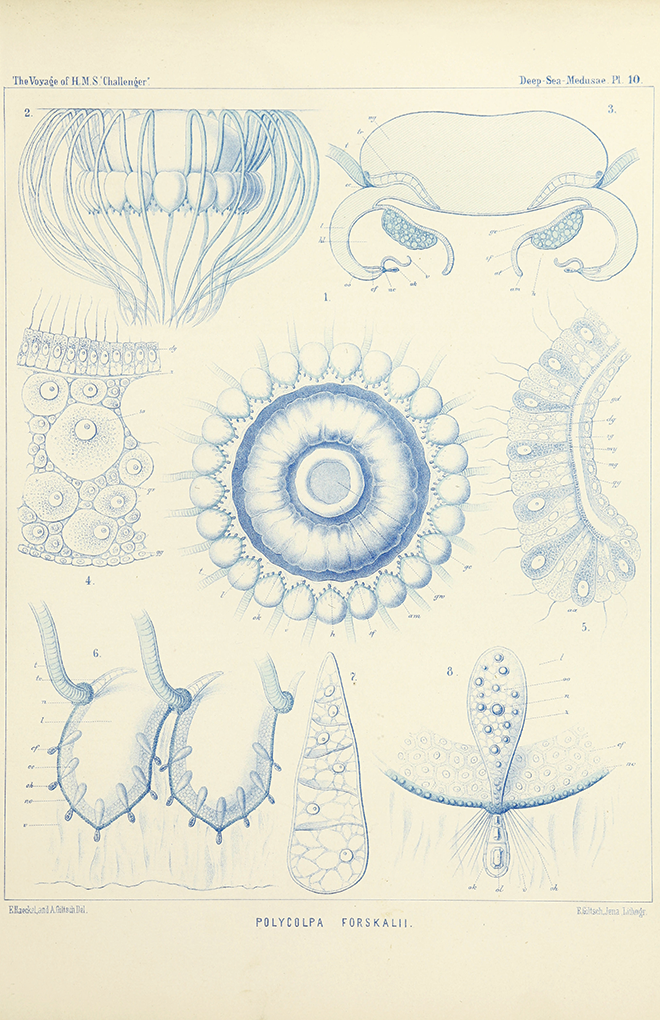 Ernst Haeckel Vintage 3-D Shadow Box Art Display — Aquarium Vinyl