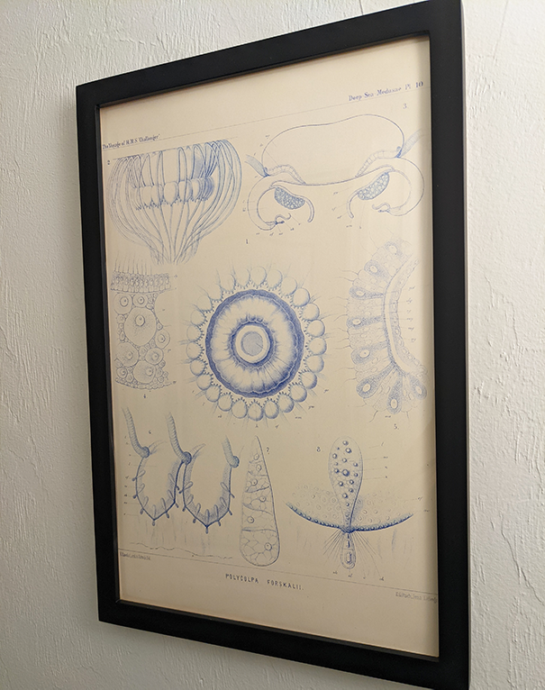 Ernst Haeckel Vintage Lithograph Poster #5 — Aquarium Vinyl