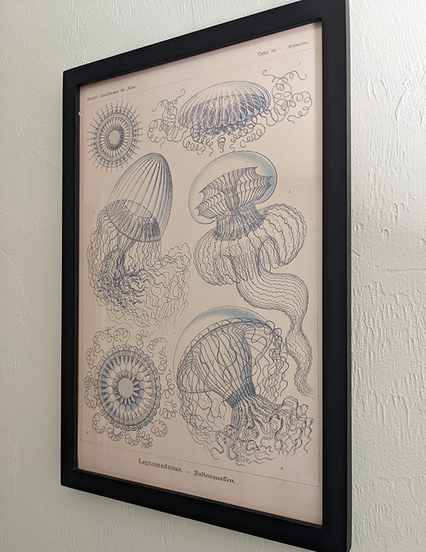 Ernst Haeckel Vintage Lithograph Poster #1 — Aquarium Vinyl