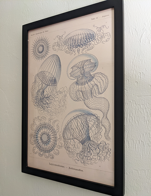Ernst Haeckel Vintage 3-D Shadow Box Art Display — Aquarium Vinyl