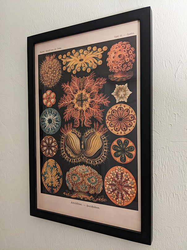Ernst Haeckel Vintage 3-D Shadow Box Art Display — Aquarium Vinyl