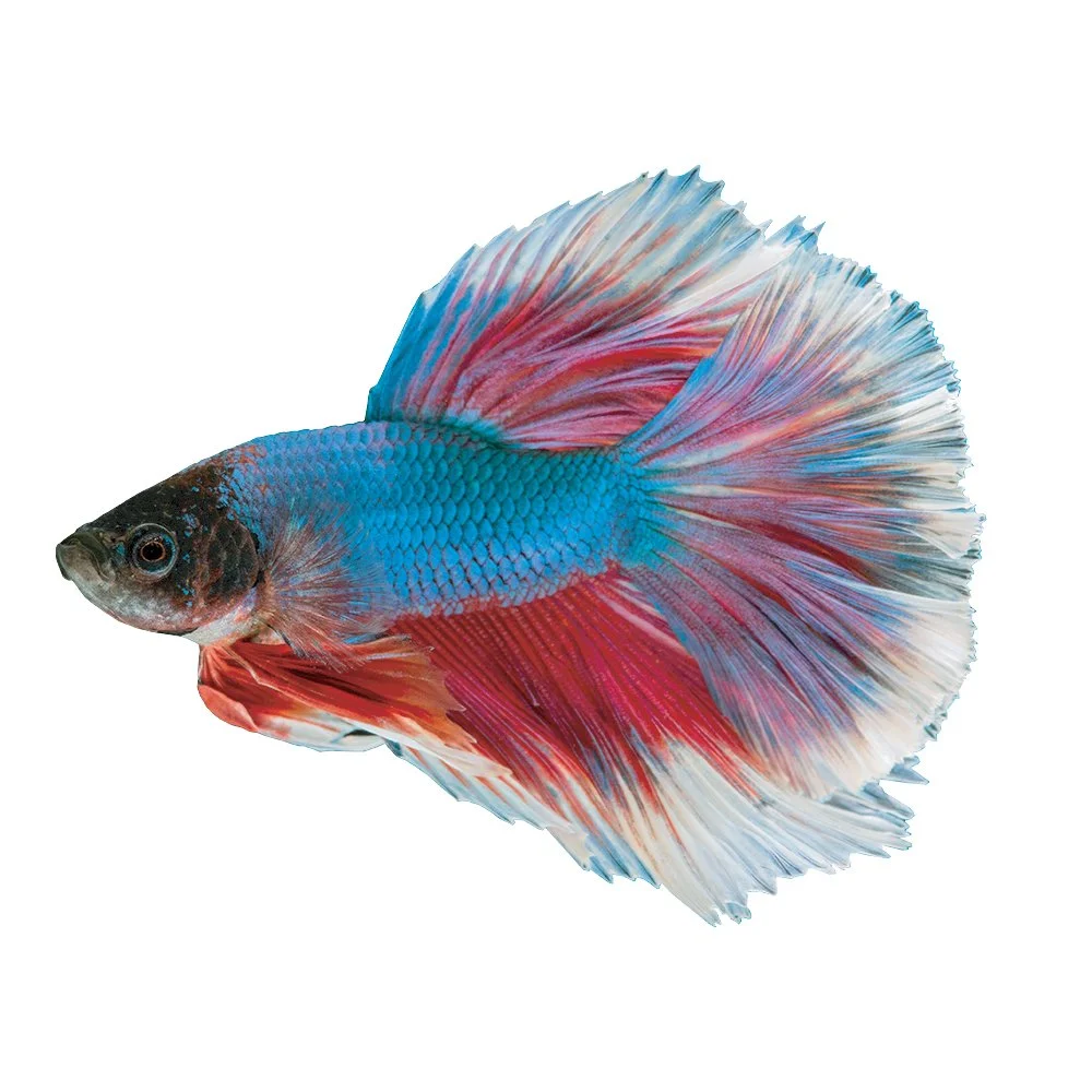 Red Devil Cichlid Decal — Aquarium Vinyl