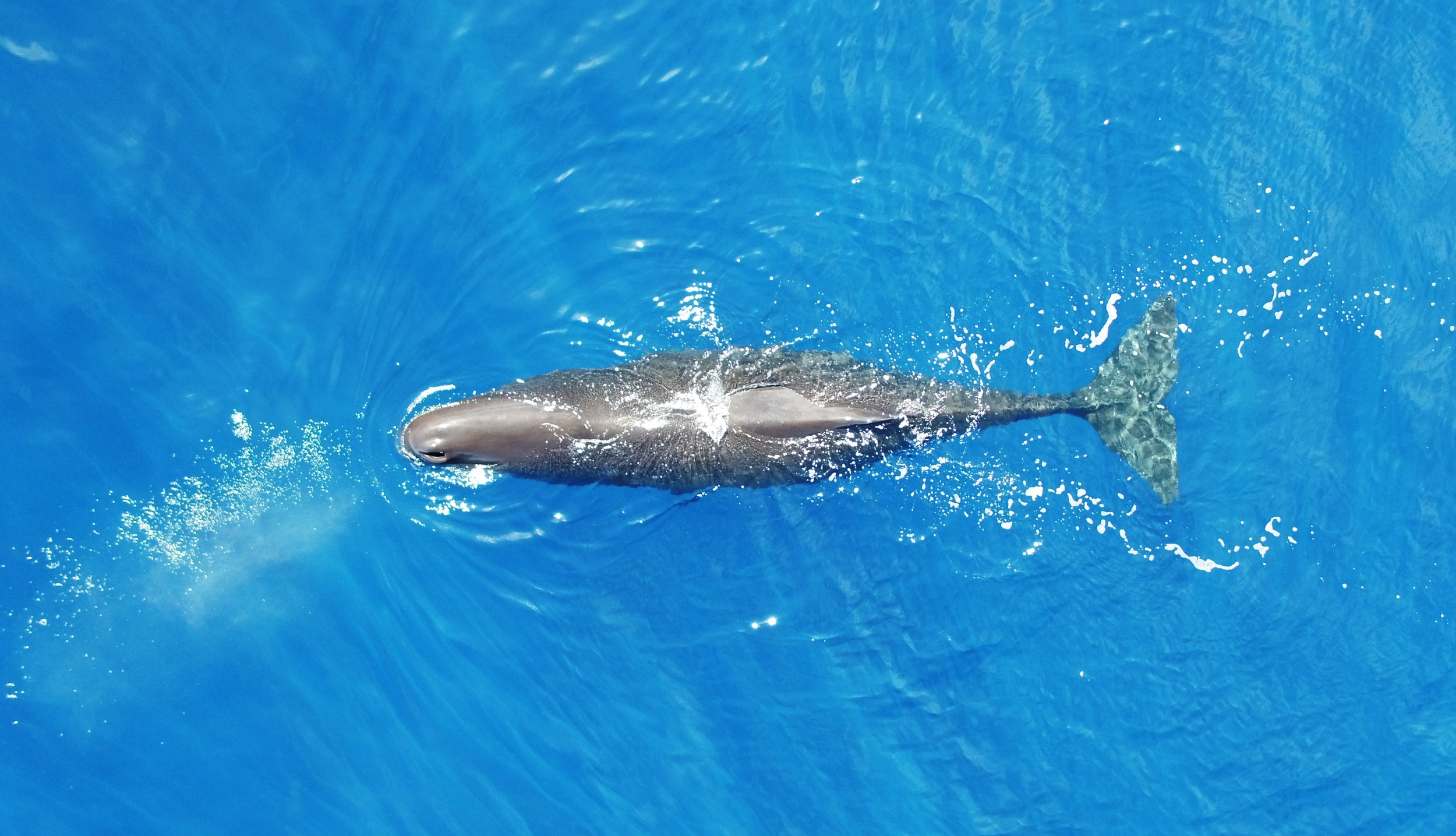 Research — Shane Gero