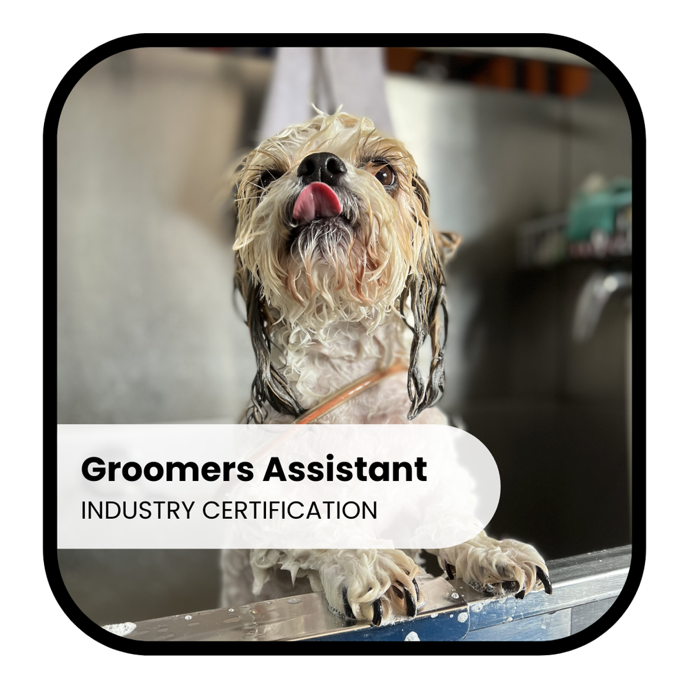 Course Dates | Join Our Grooming Courses Today — Dog Grooming Courses ...