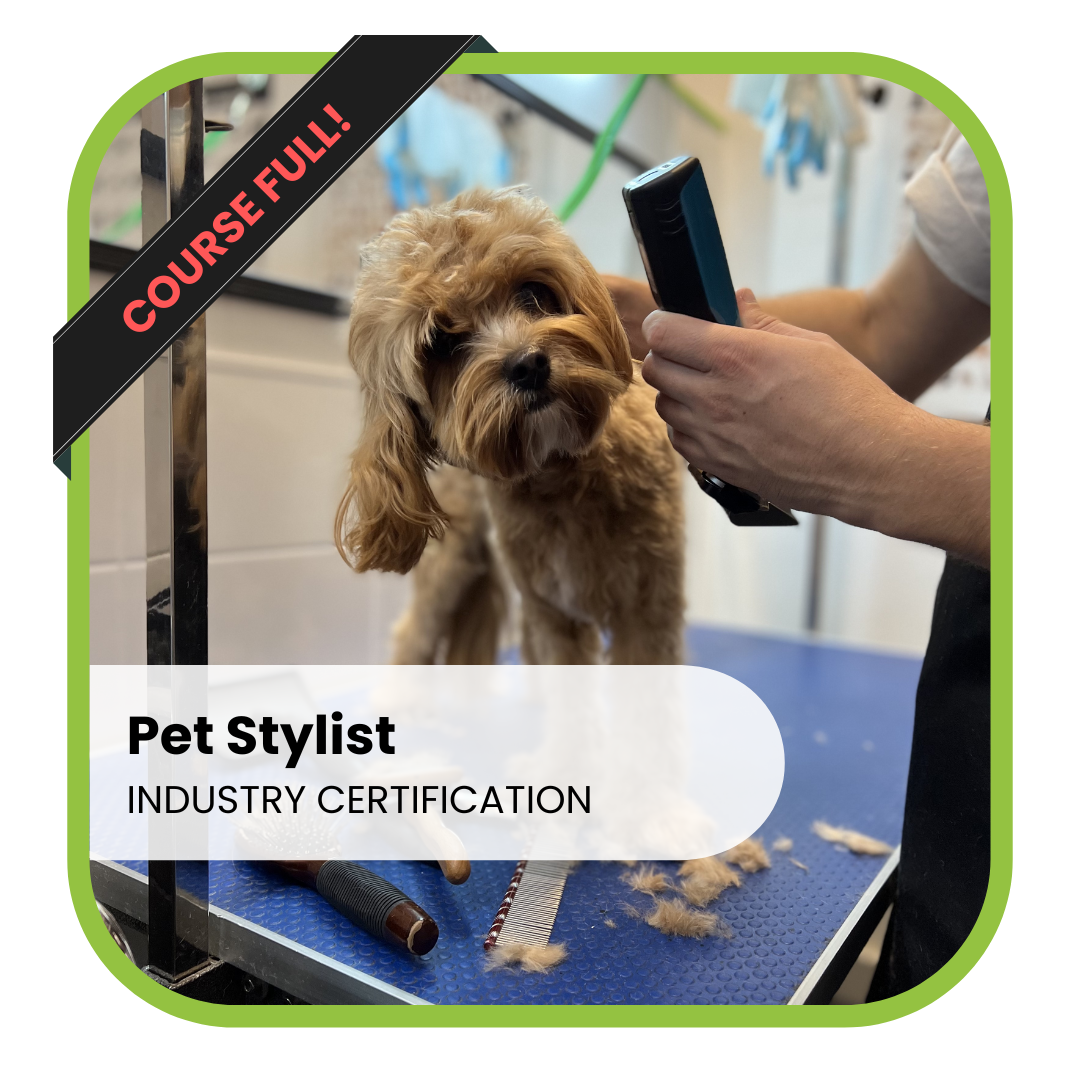 Course Dates | Join Our Grooming Courses Today — Dog Grooming Courses ...
