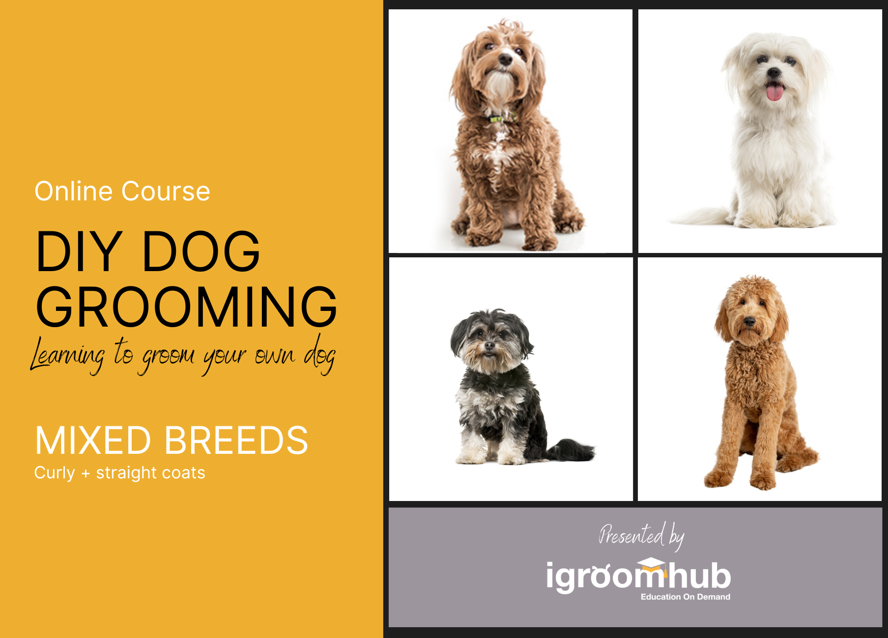 Learn to Groom your Own Dog — Dog Grooming Courses Melbourne | Dog ...