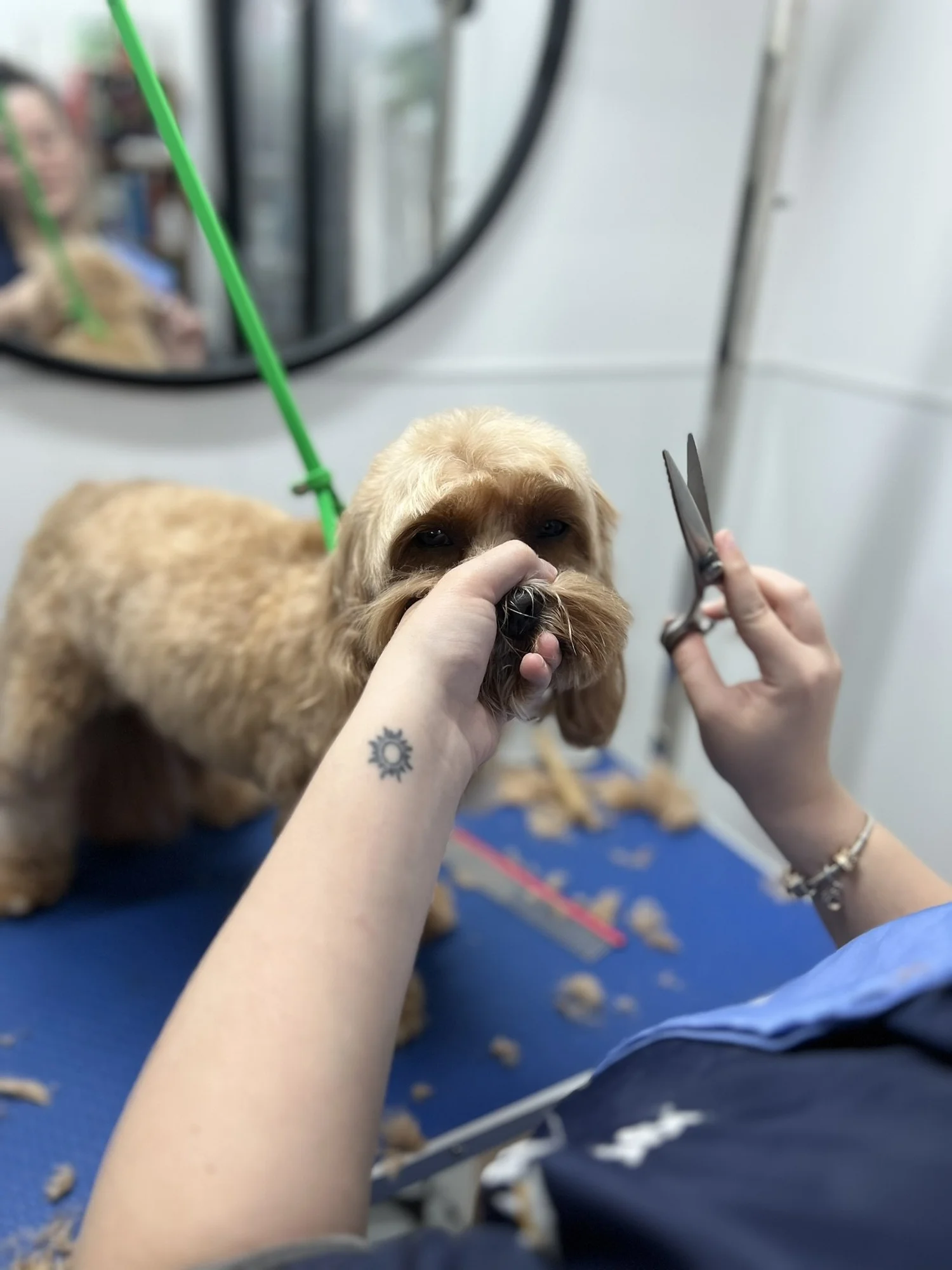 10 Day Short Course — Dog Grooming Courses Melbourne | Dog Diversity ...