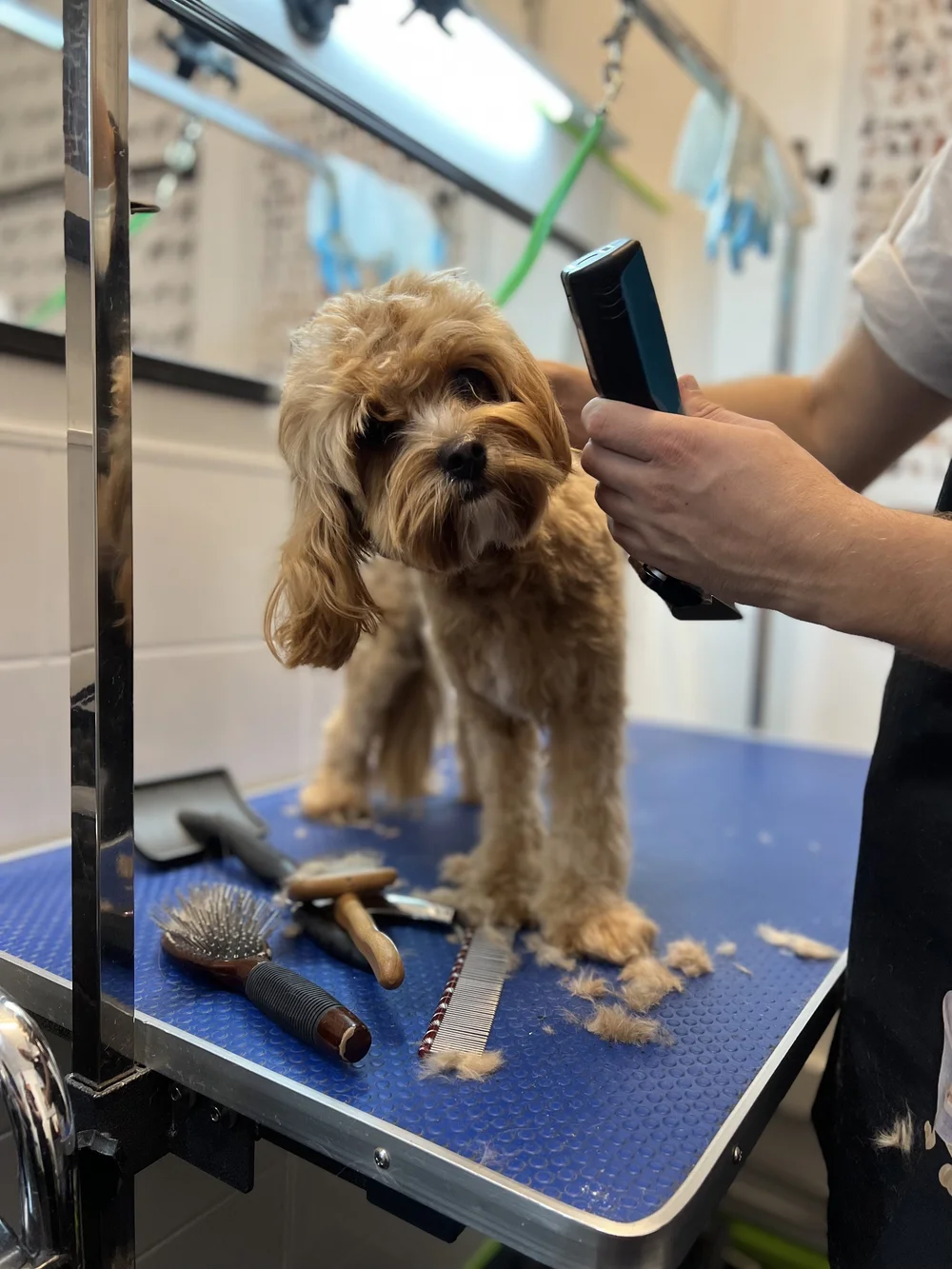 Dog Grooming Courses Melbourne | Dog Diversity Grooming School