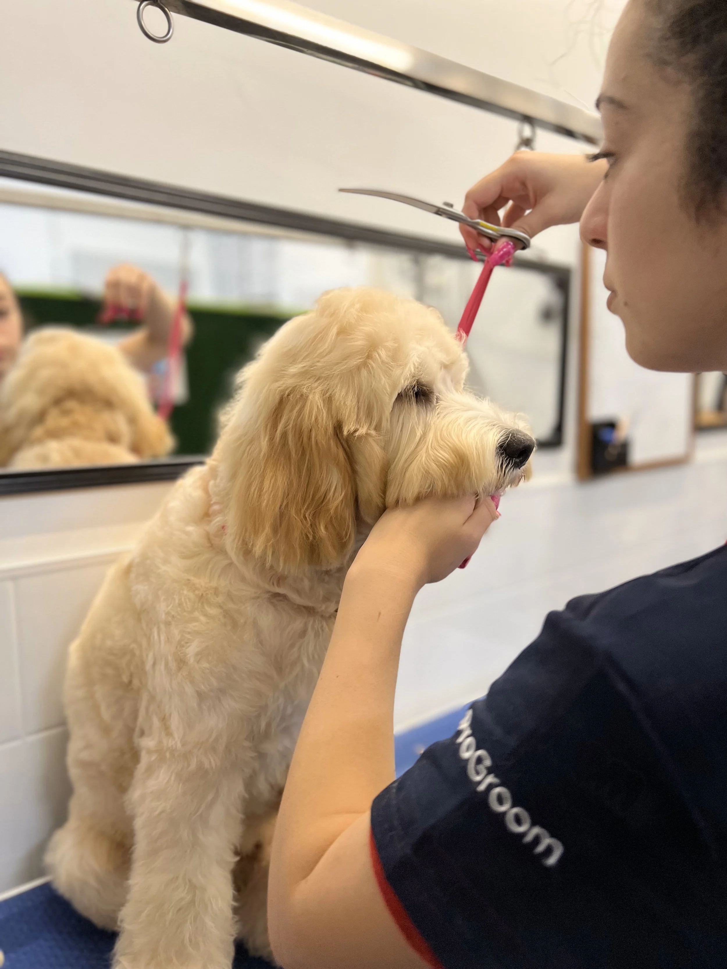 Dog Grooming Courses Melbourne | Dog Diversity Grooming School