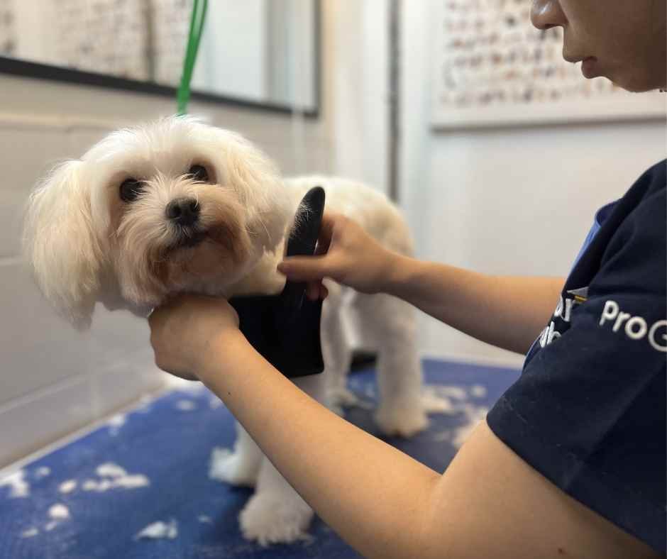 DOG DIVERSITY | Developing Professional Standards in Grooming