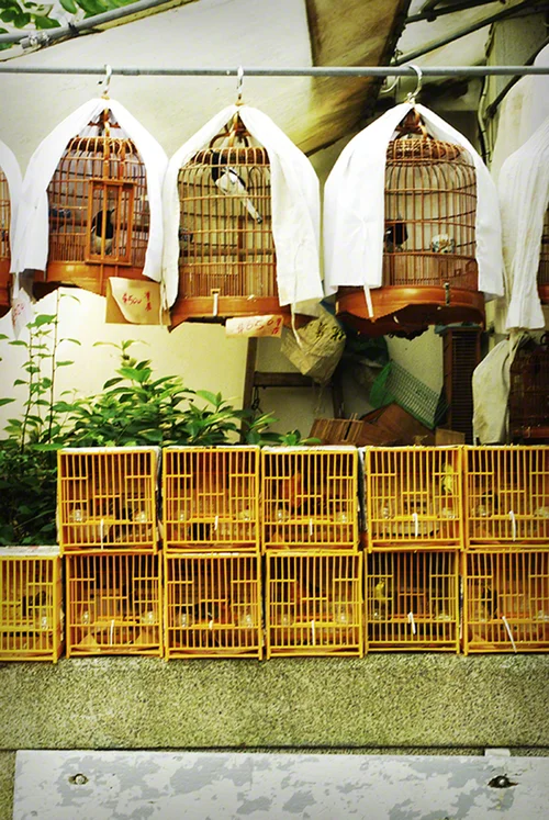 BIRD & FLOWER MARKET — Louise Hill Design