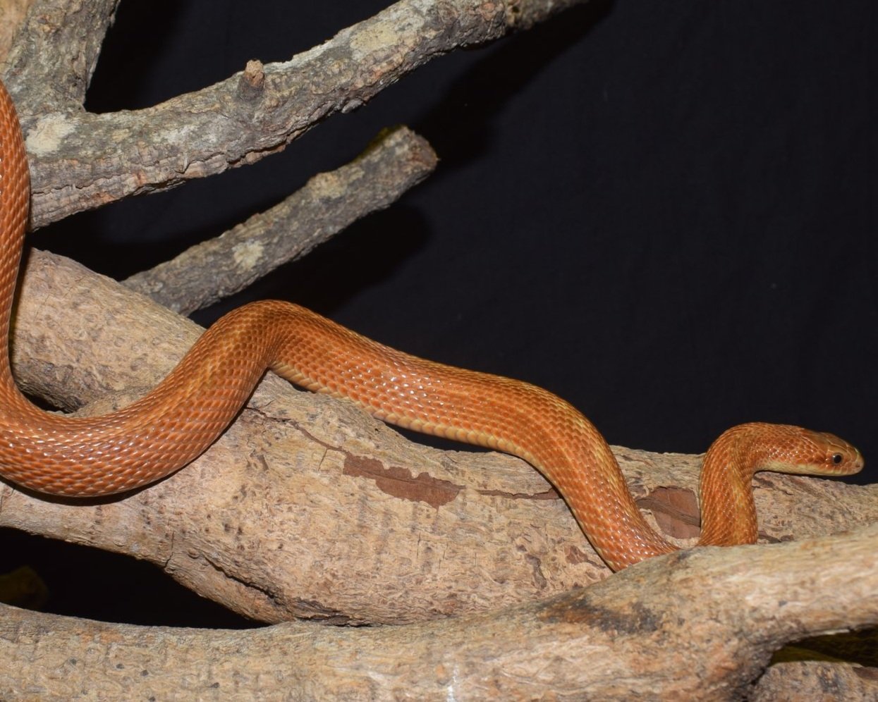 Snakes — KBN Reptiles