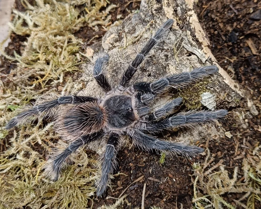Inverts — KBN Reptiles