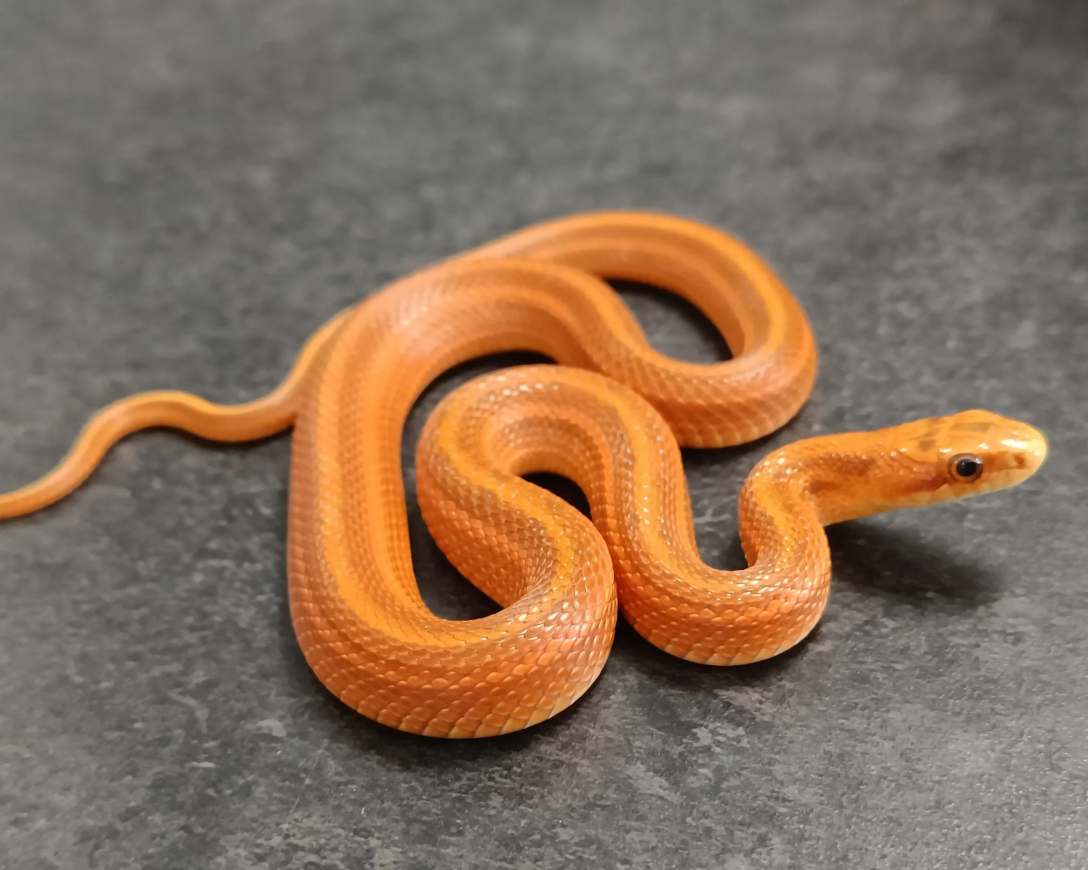 Snakes — KBN Reptiles