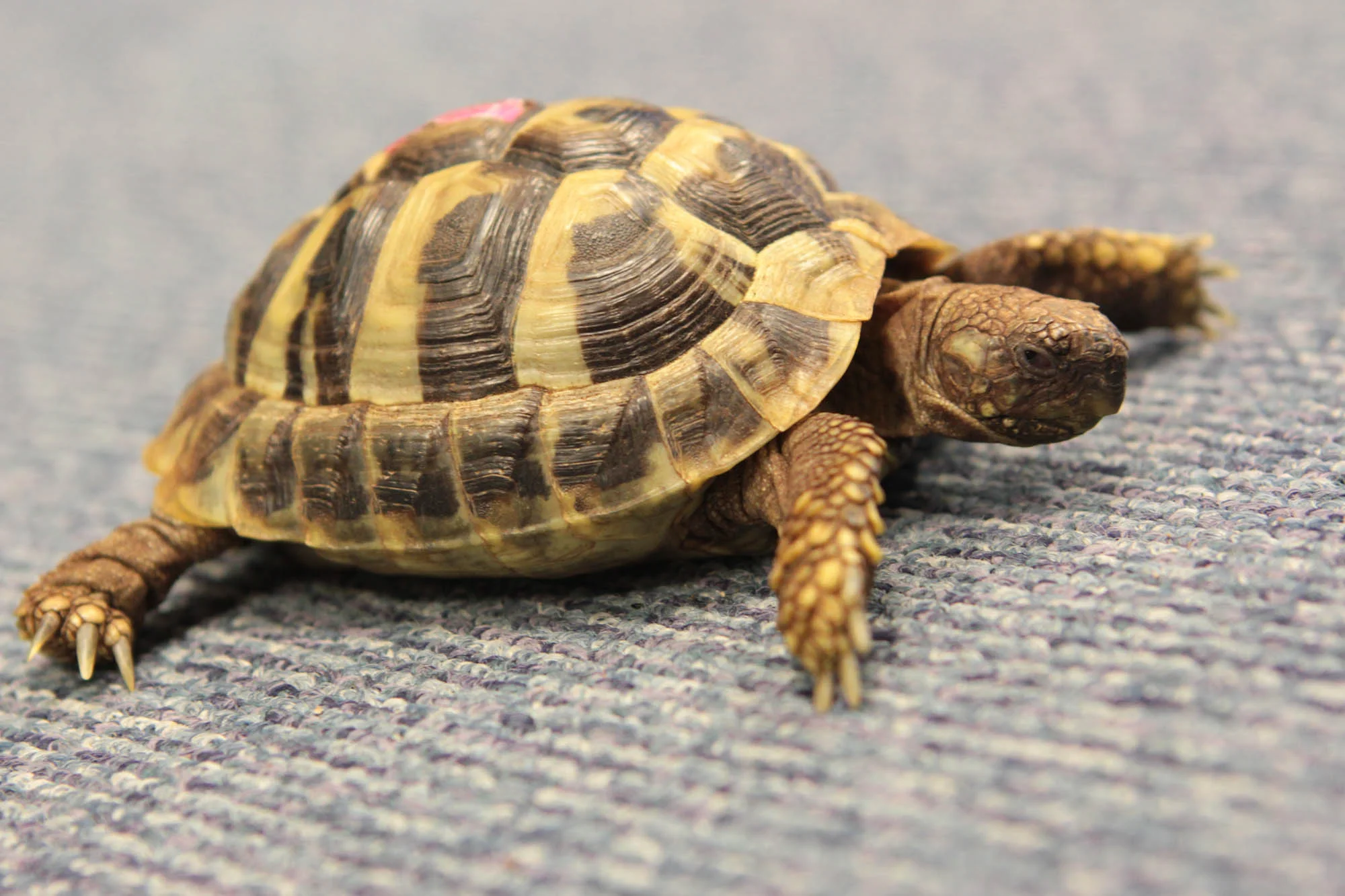 Chelonia — KBN Reptiles