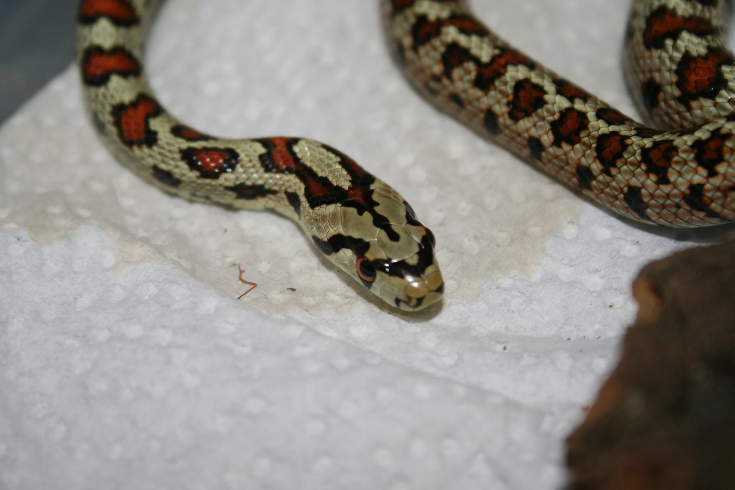 Snakes — KBN Reptiles