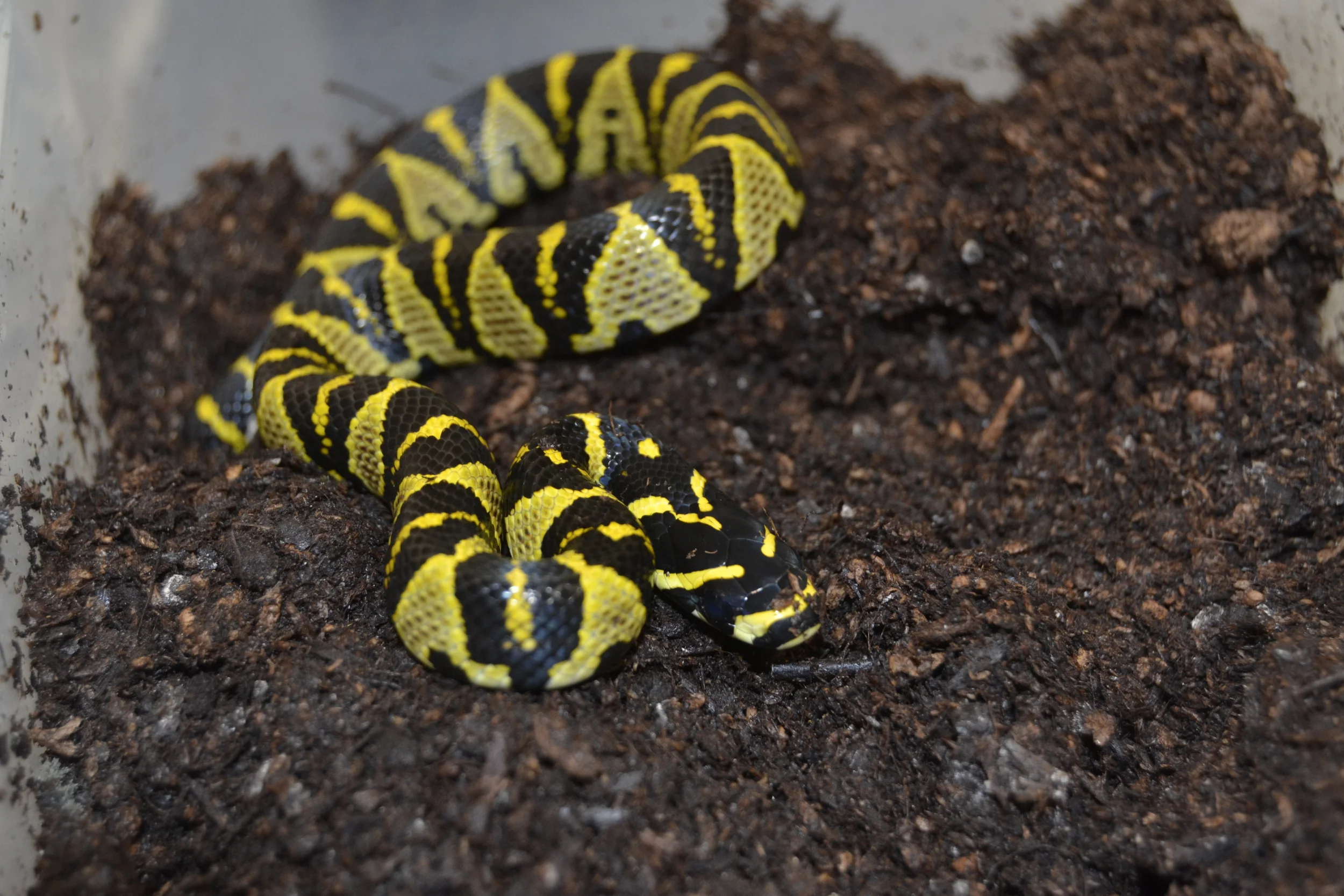 Snakes — KBN Reptiles