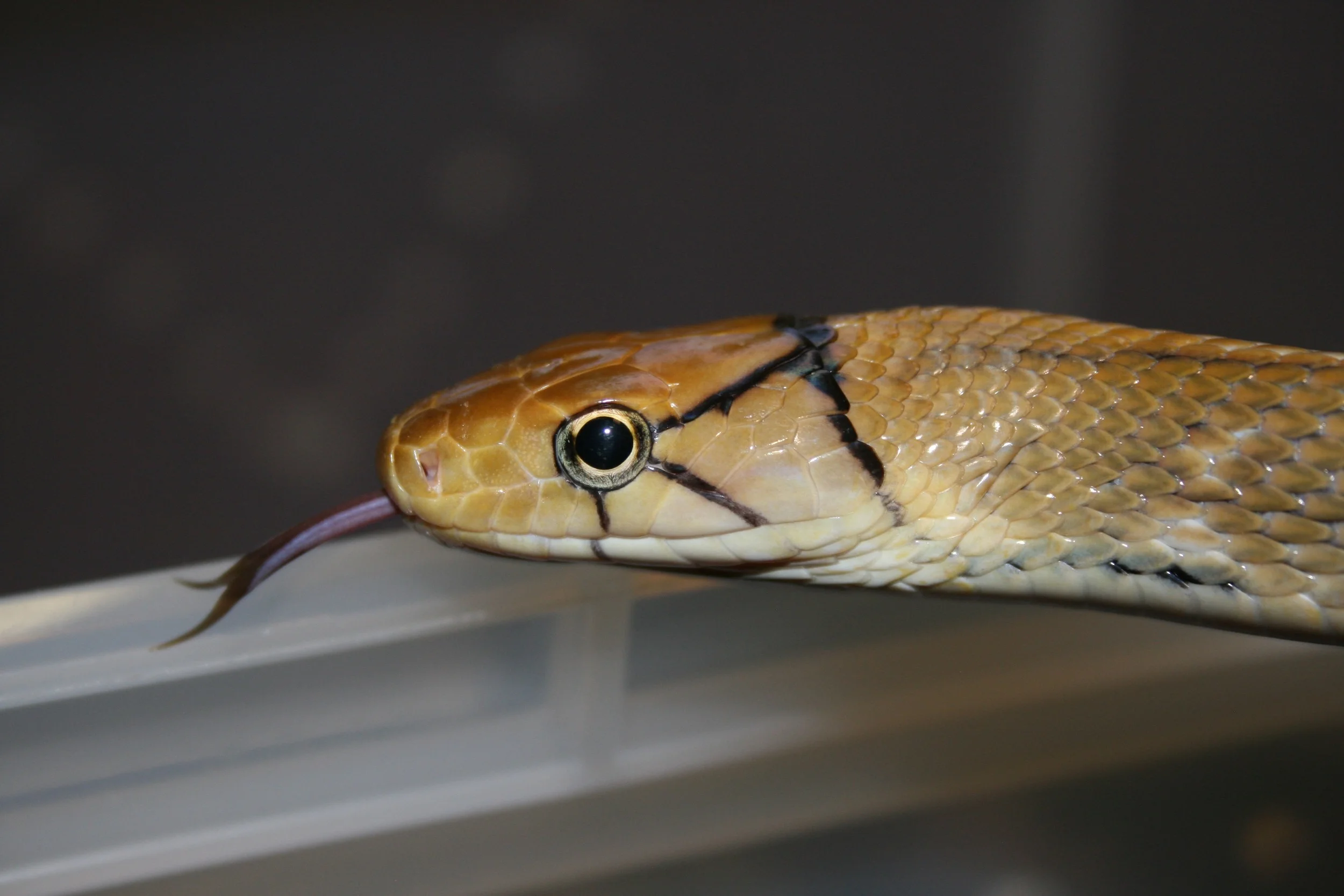 Snakes — KBN Reptiles