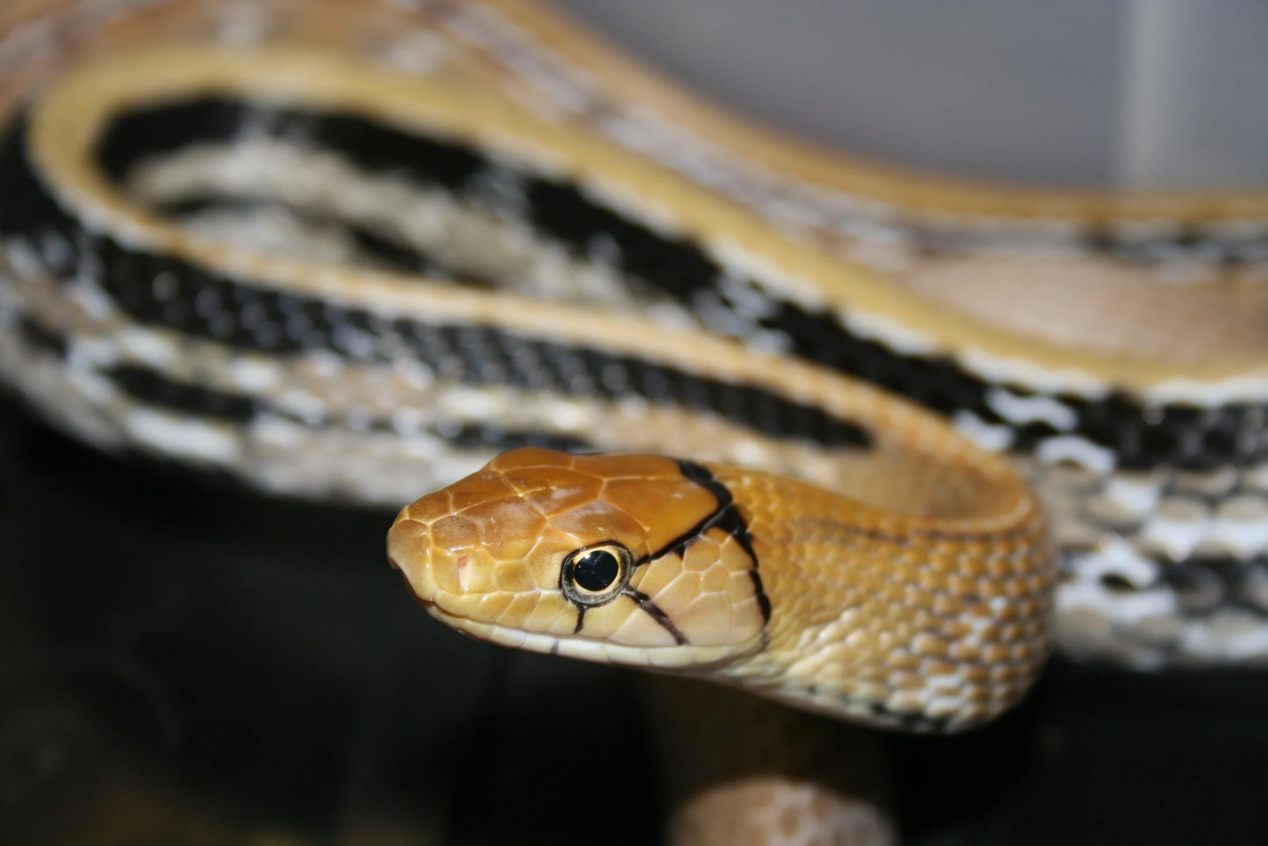 Snakes — KBN Reptiles