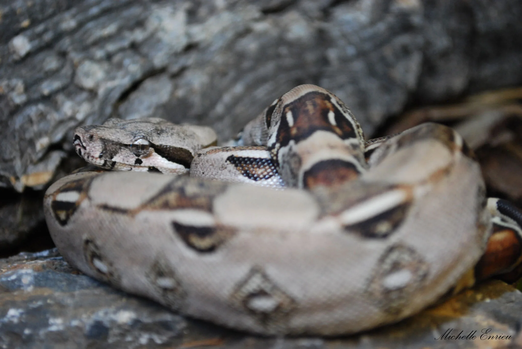 Snakes — KBN Reptiles