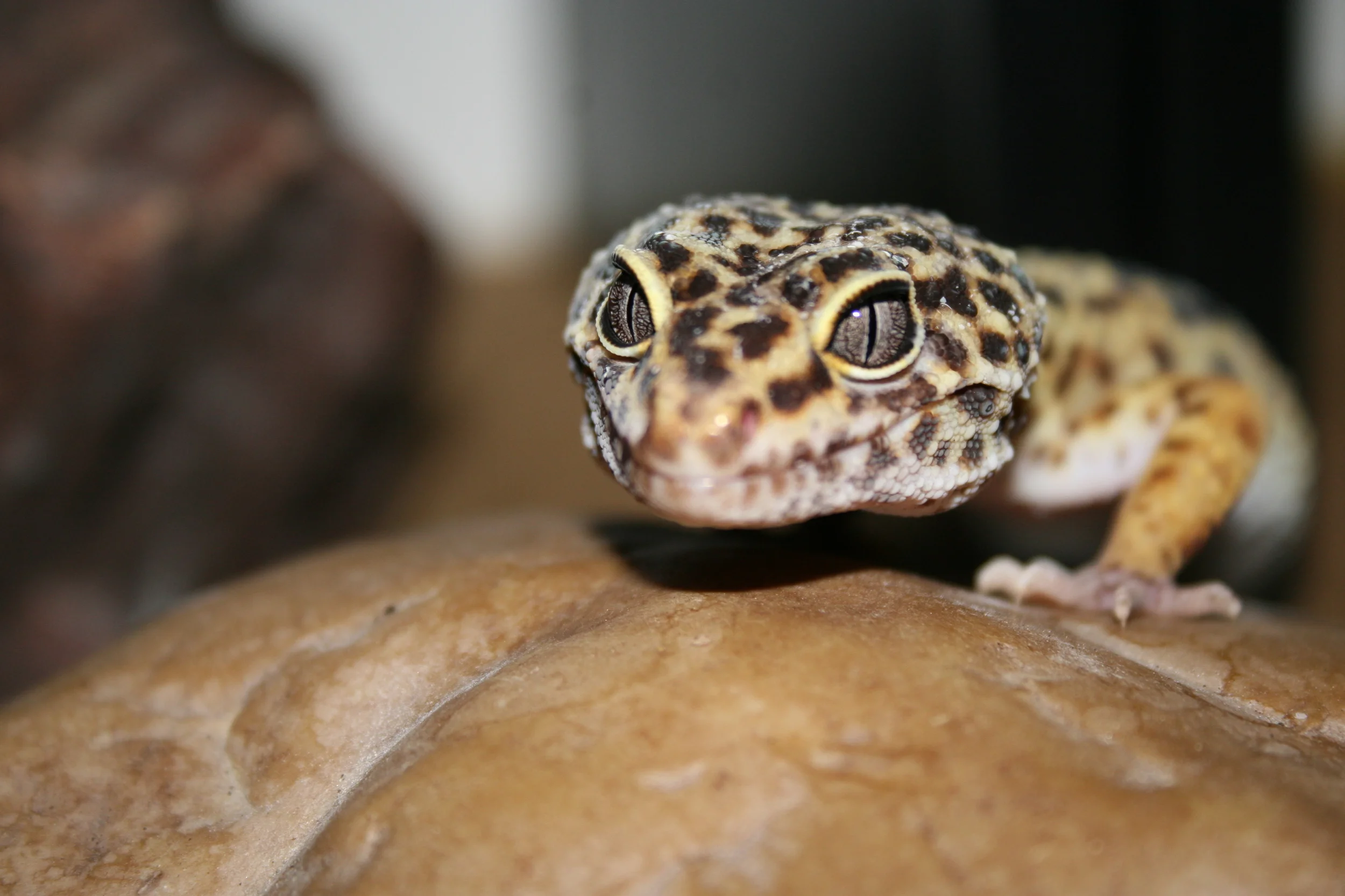 Lizards — KBN Reptiles