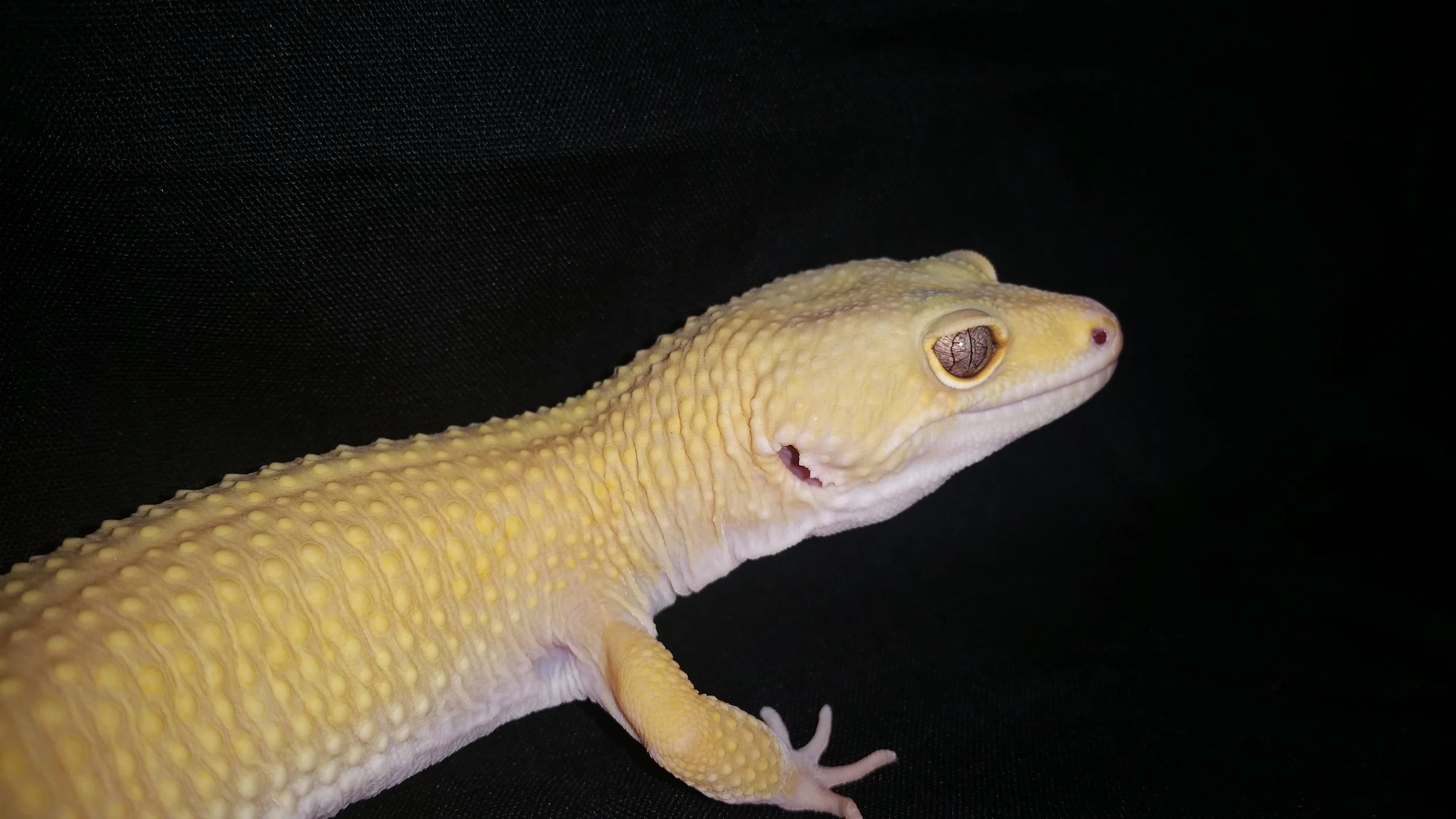 Lizards — KBN Reptiles