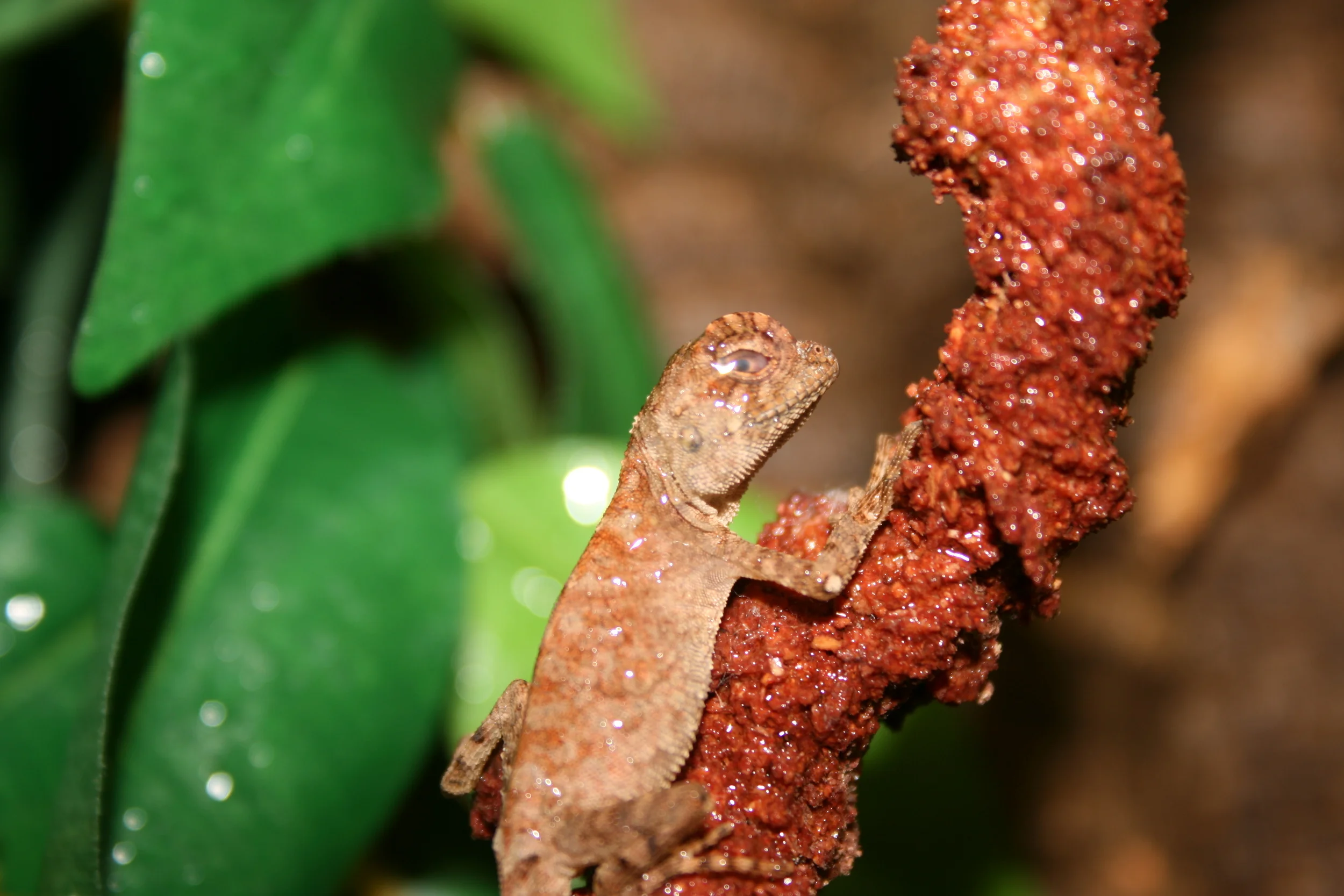 Lizards — KBN Reptiles