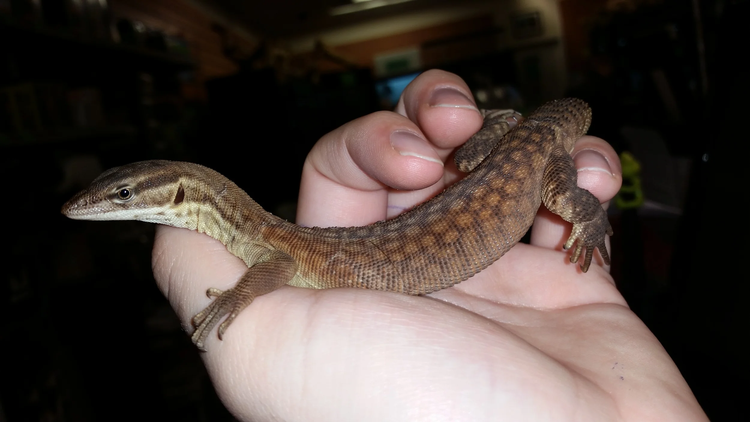 Lizards — KBN Reptiles