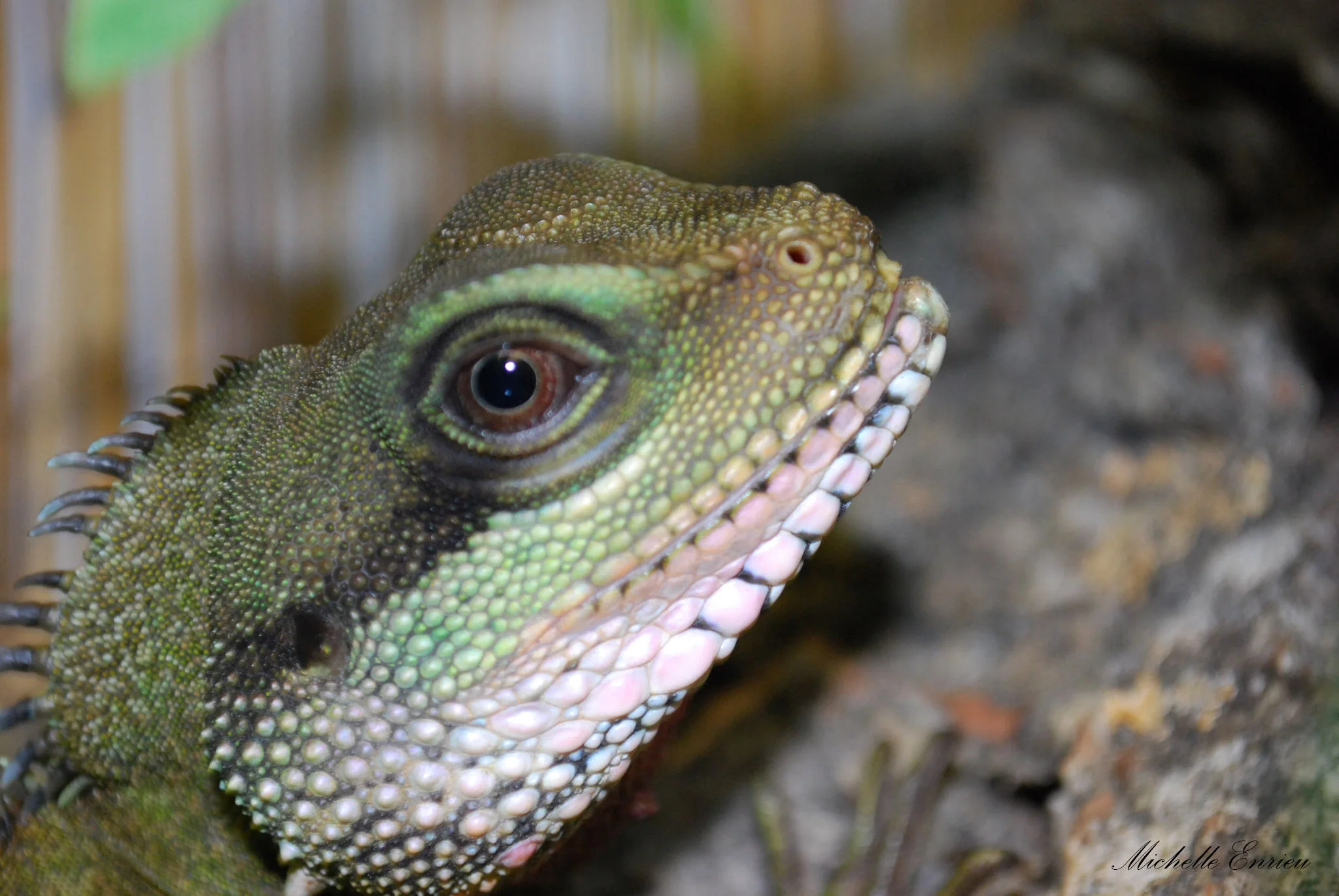 Lizards — KBN Reptiles