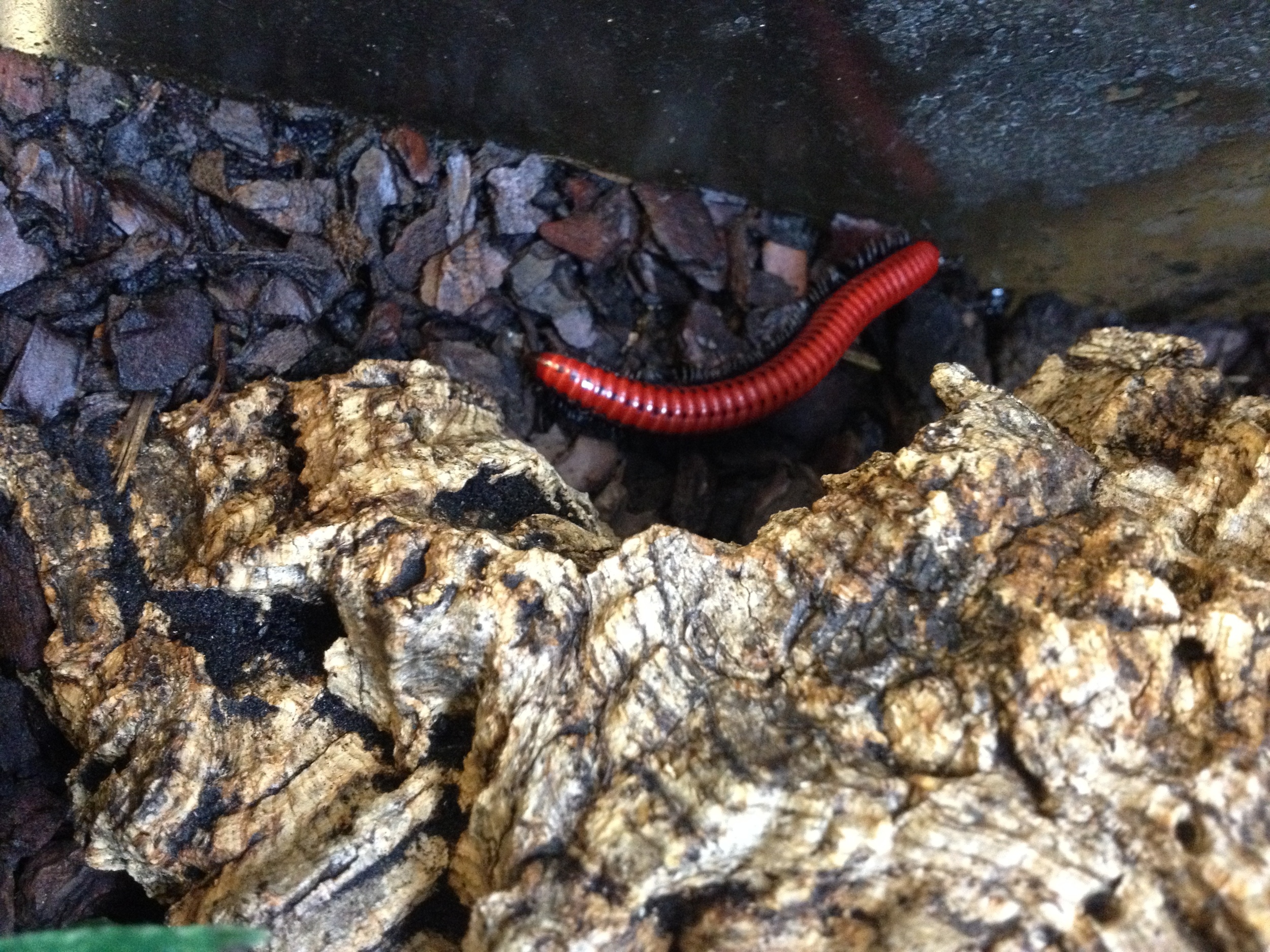 Invertebrates — KBN Reptiles