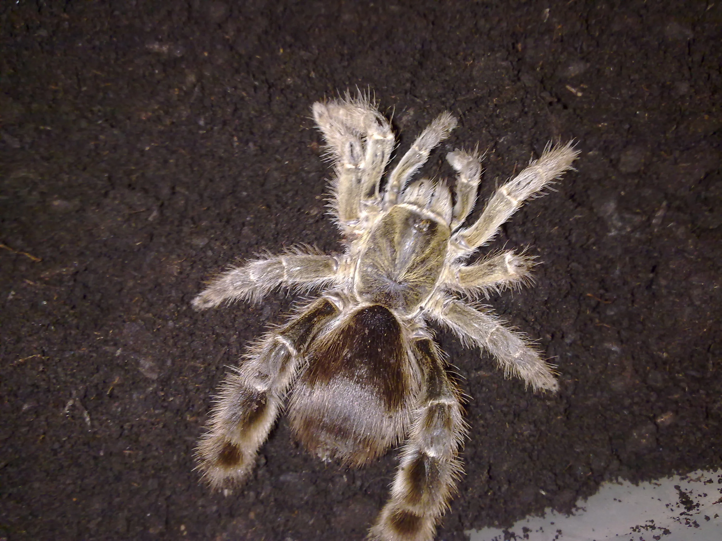 Stout Leg Baboon Tarantula