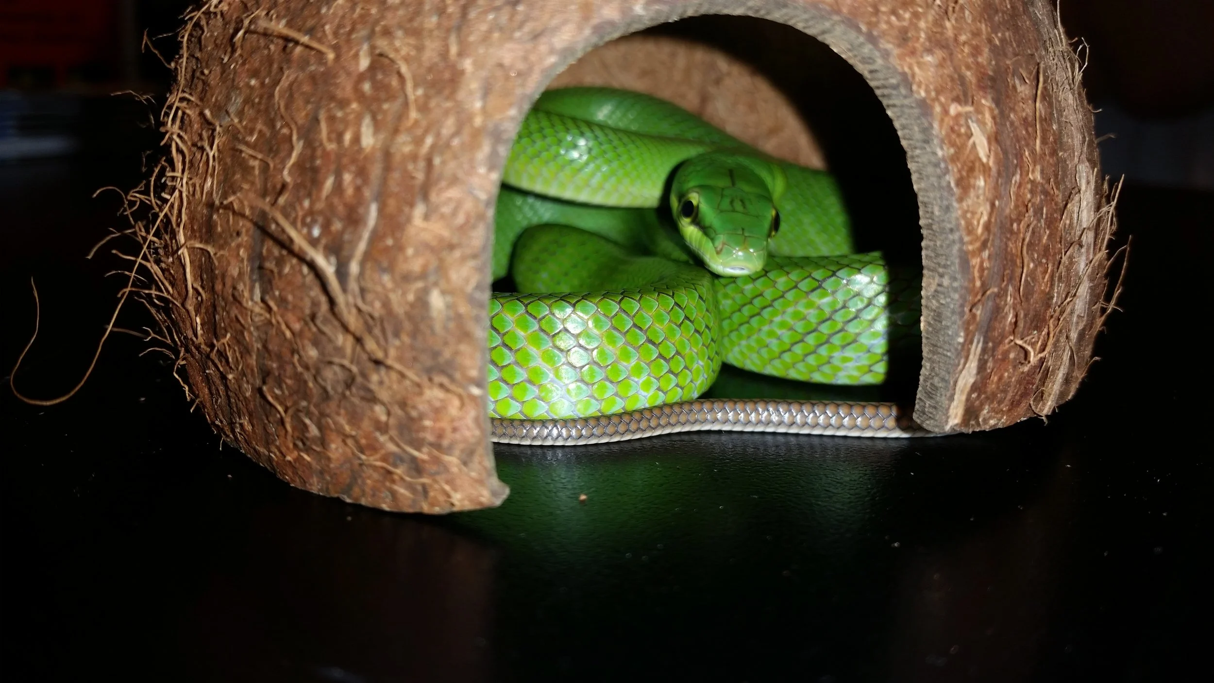 Snakes — KBN Reptiles