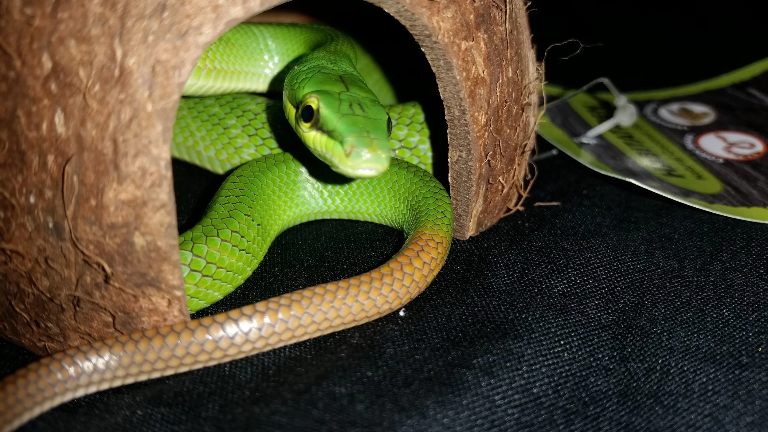 Snakes — KBN Reptiles