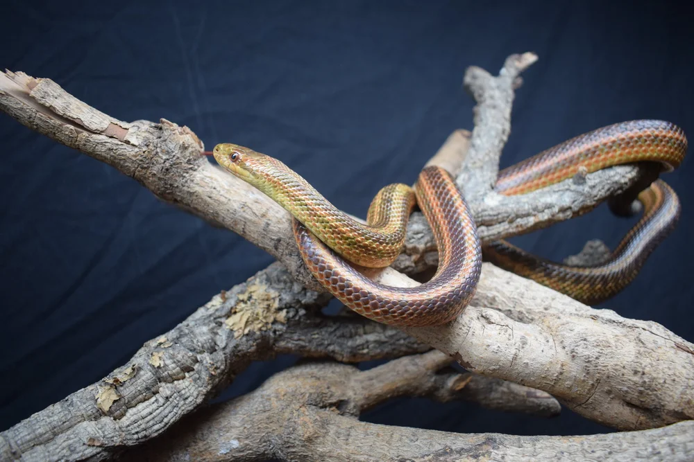 Diones — KBN Reptiles